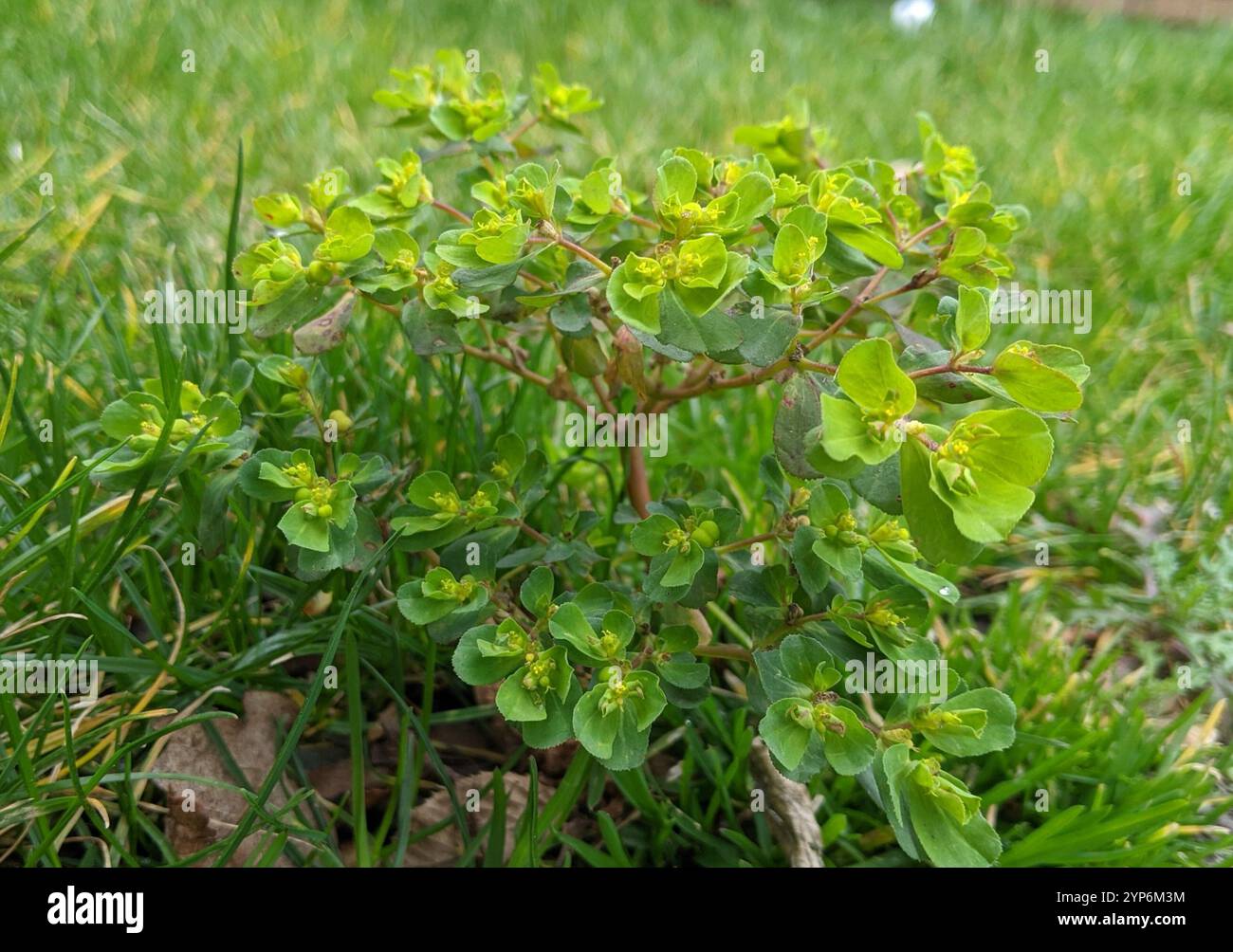 Sun spurge (Euphorbia helioscopia Stock Photo - Alamy