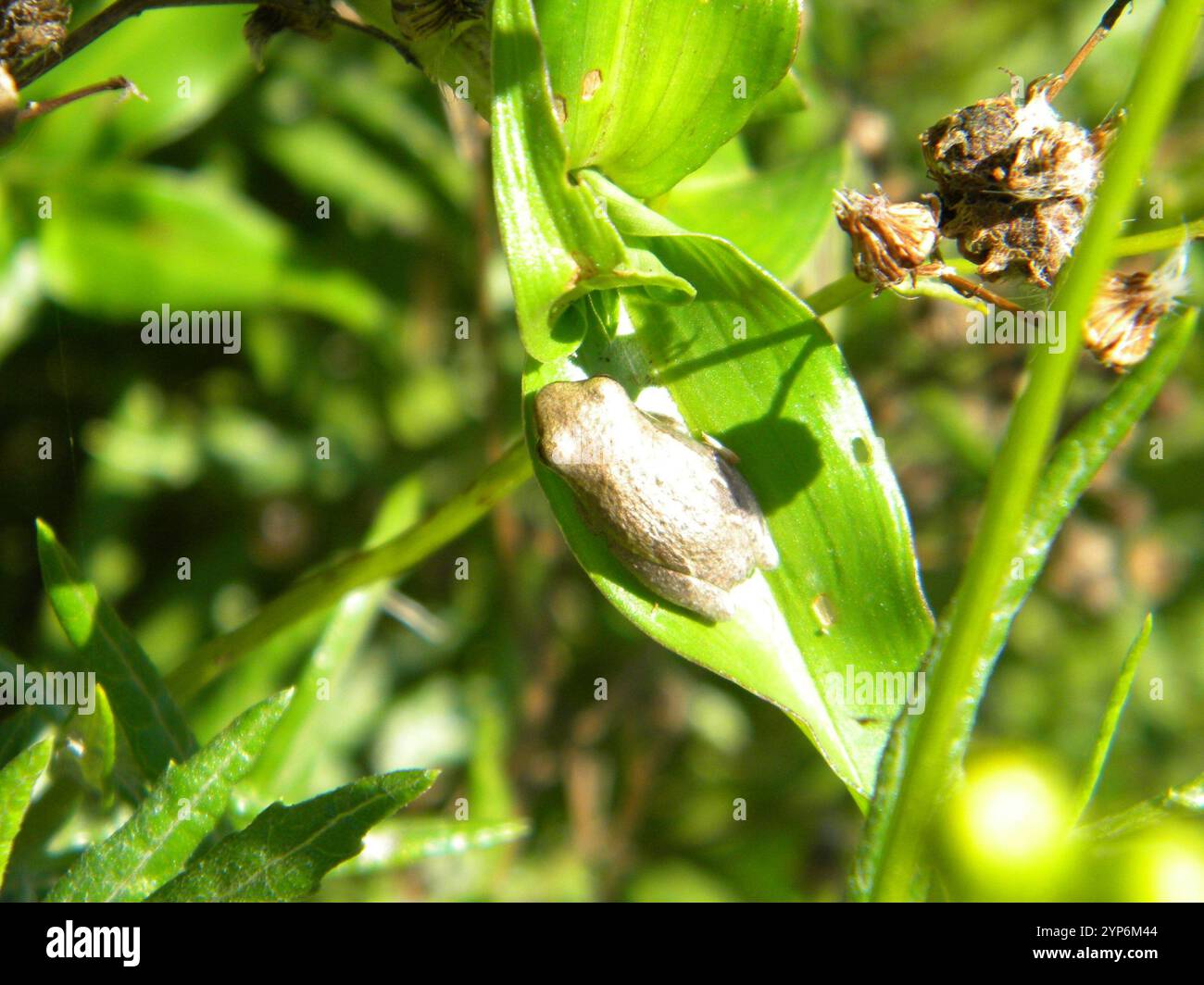 Painted Reed Frog (Hyperolius marmoratus Stock Photo - Alamy