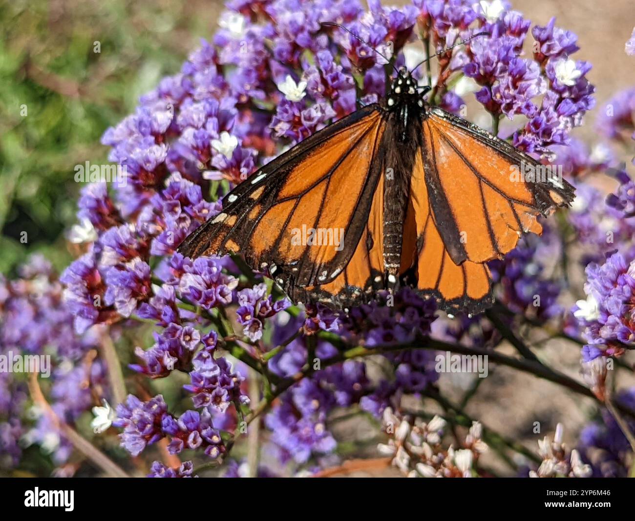 Monarch (Danaus plexippus Stock Photo - Alamy