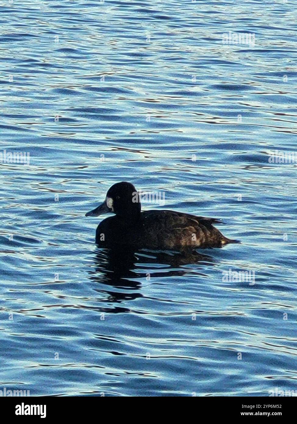 Lesser Scaup (Aythya affinis Stock Photo - Alamy