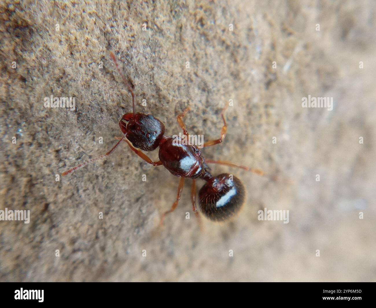 Collared Ants (Aphaenogaster Stock Photo - Alamy