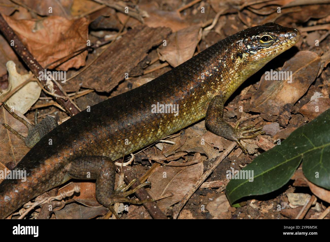 Comoro Island Skink (Trachylepis comorensis Stock Photo - Alamy