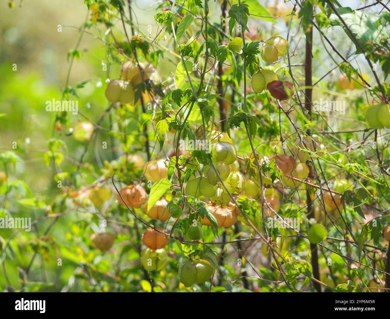 Lesser Balloon Vine (Cardiospermum halicacabum Stock Photo - Alamy