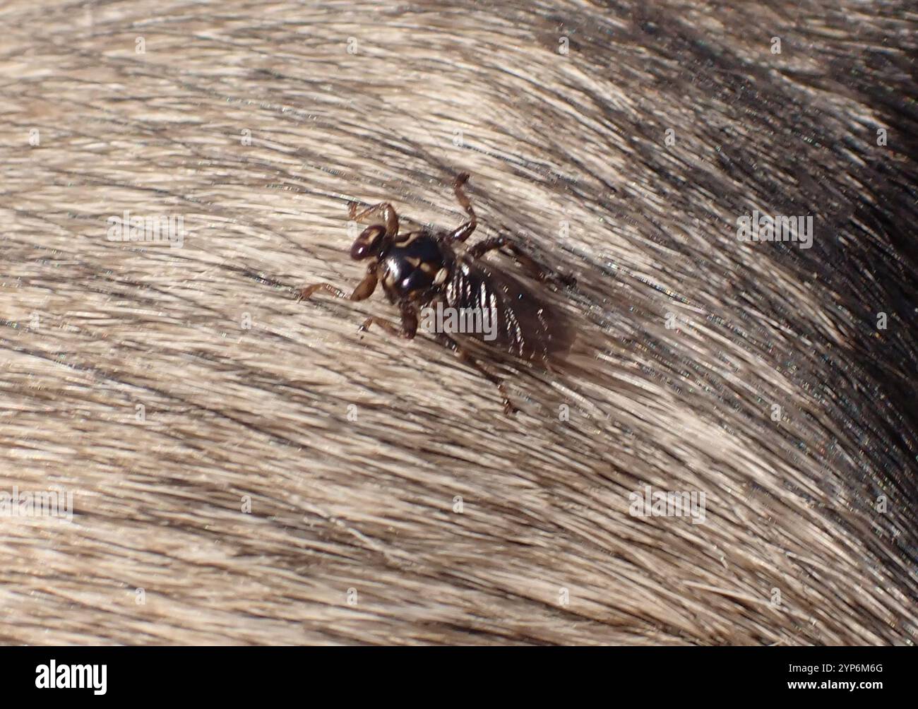 New Forest fly (Hippobosca equina Stock Photo - Alamy