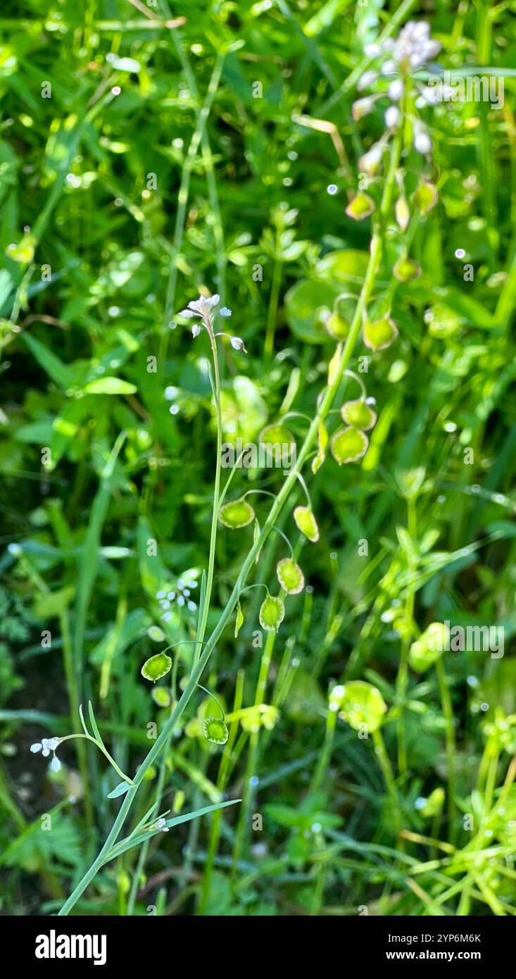 sand fringepod (Thysanocarpus curvipes Stock Photo - Alamy