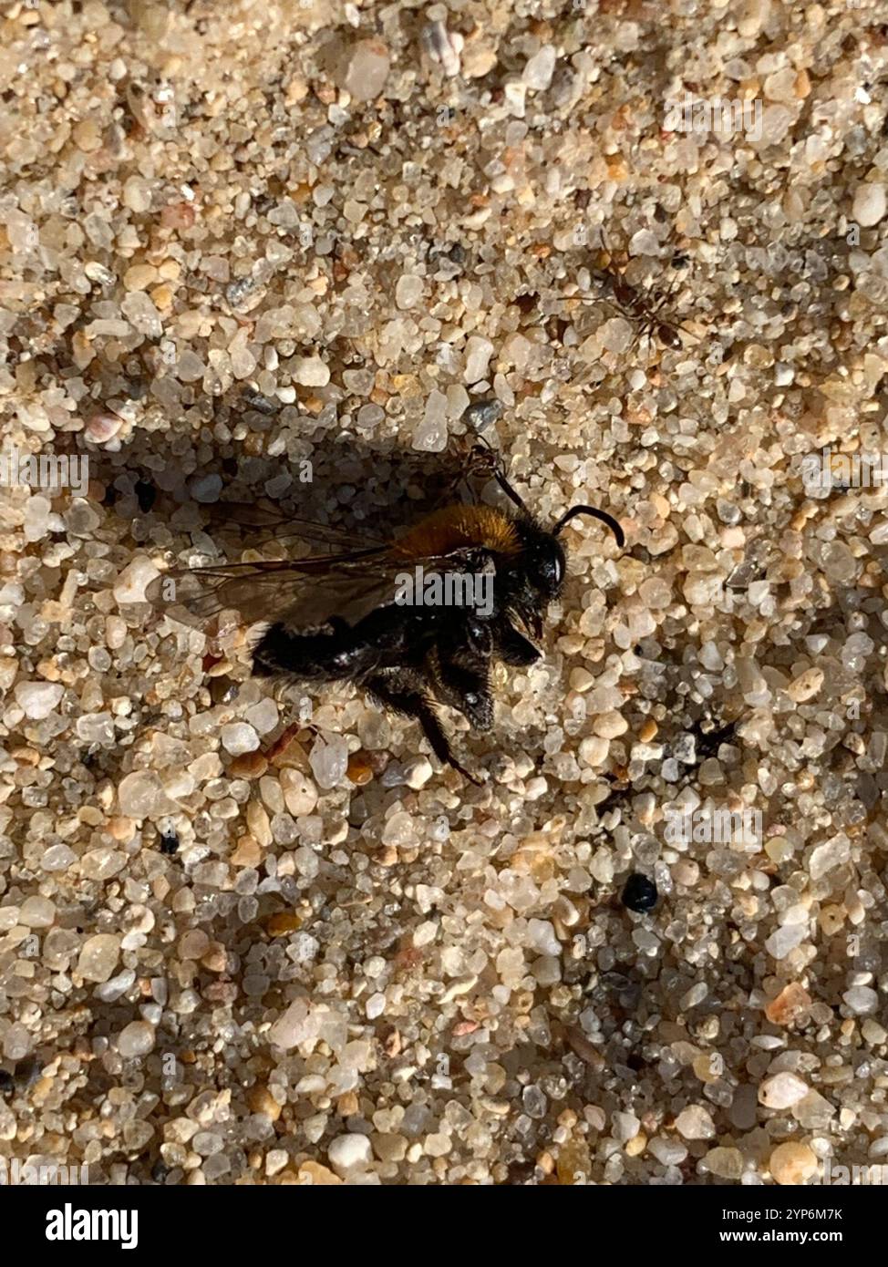 Mining Bees (Andrena Stock Photo - Alamy