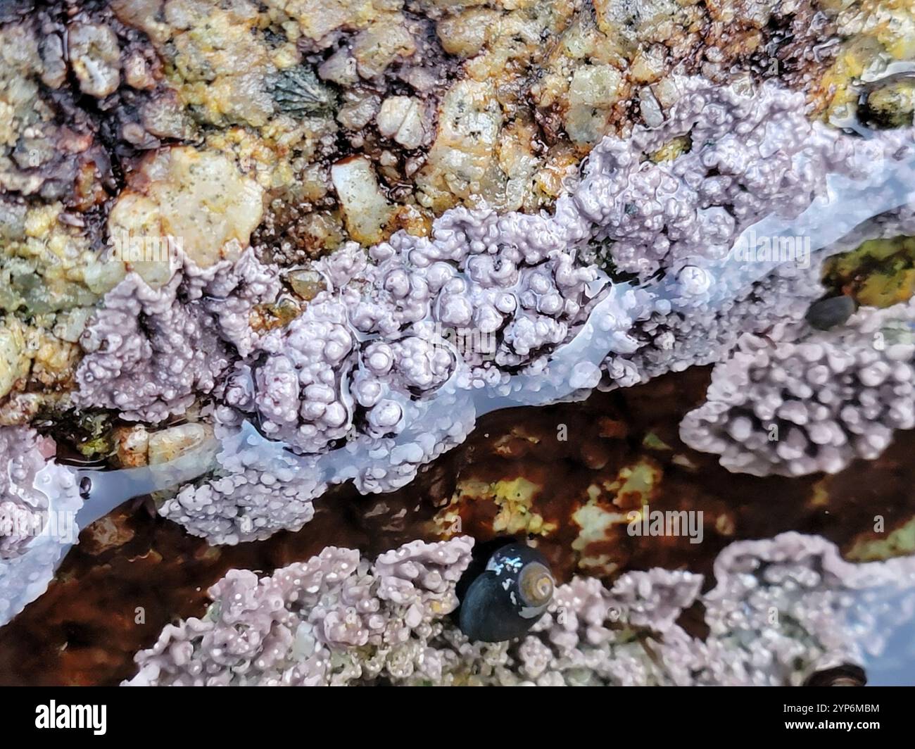 Crustose coralline algae (Lithothamnion Stock Photo - Alamy