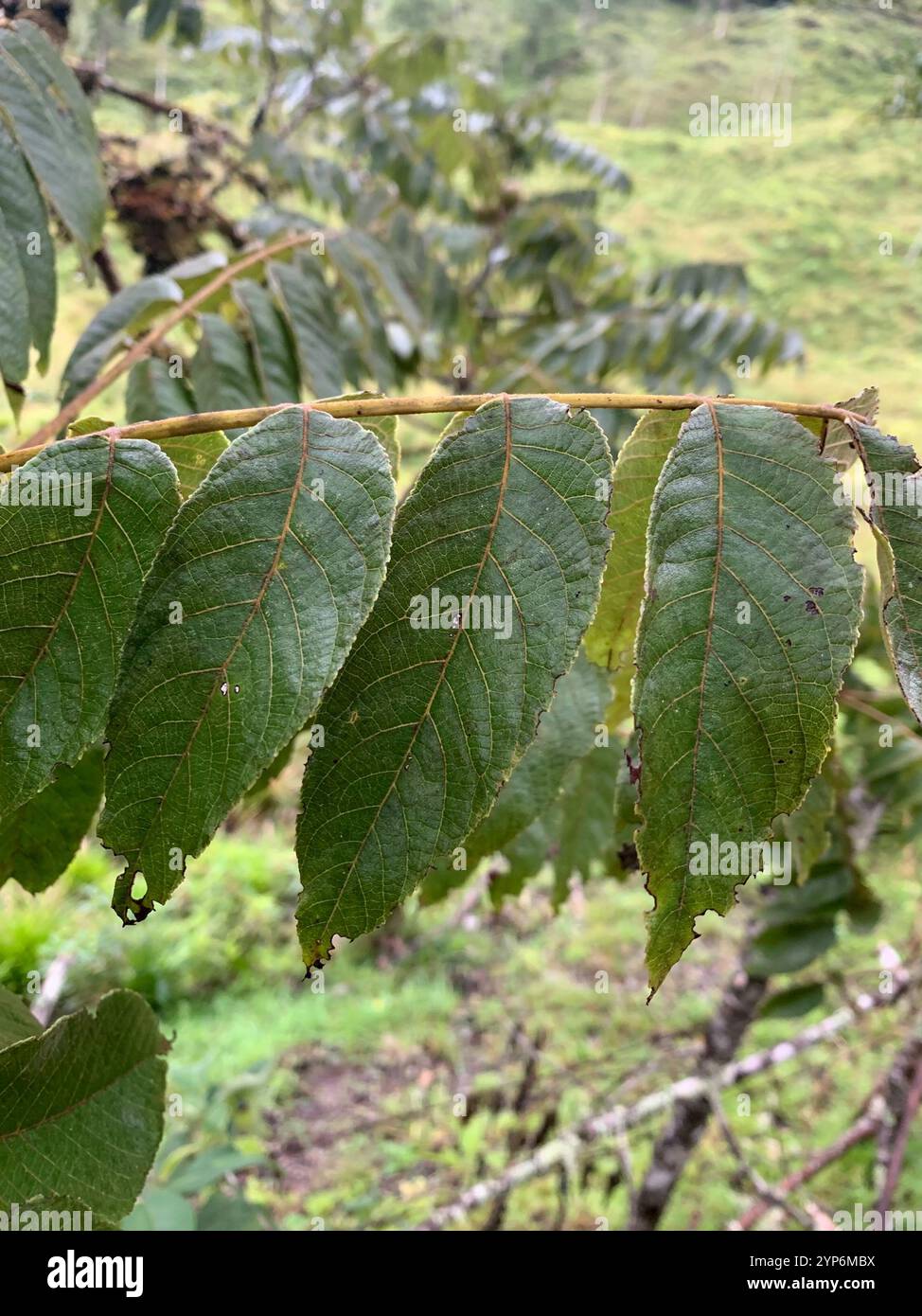 Juglans neotropica hi-res stock photography and images - Alamy