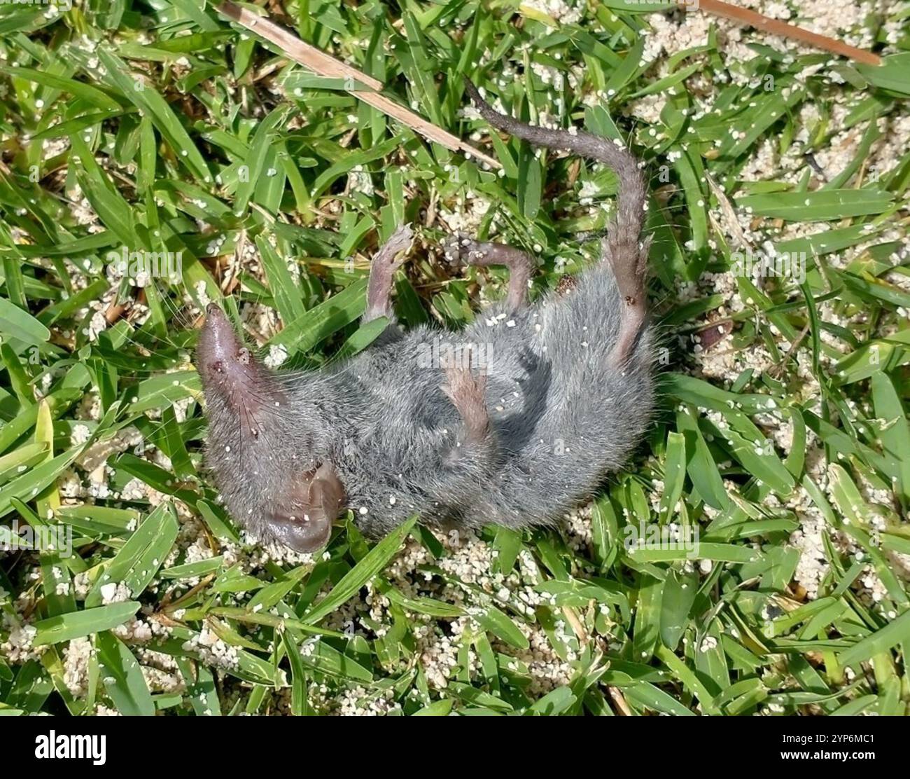 Asian House Shrew (Suncus murinus Stock Photo - Alamy
