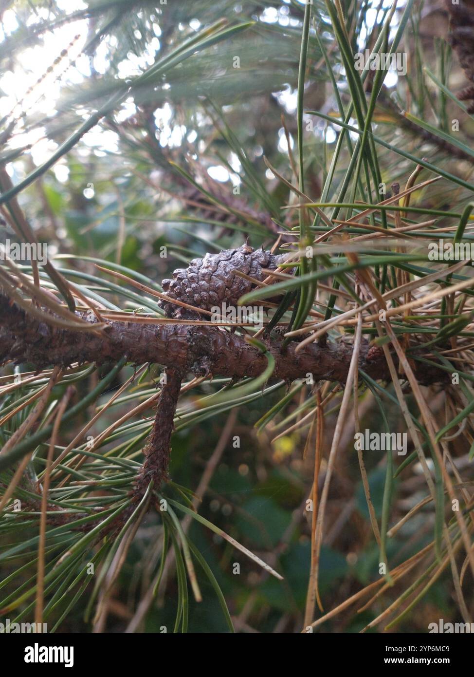 Shore Pine (Pinus contorta contorta Stock Photo - Alamy
