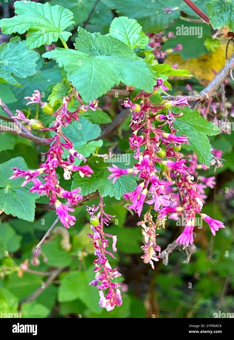 Red-flowering Currant (Ribes sanguineum Stock Photo - Alamy