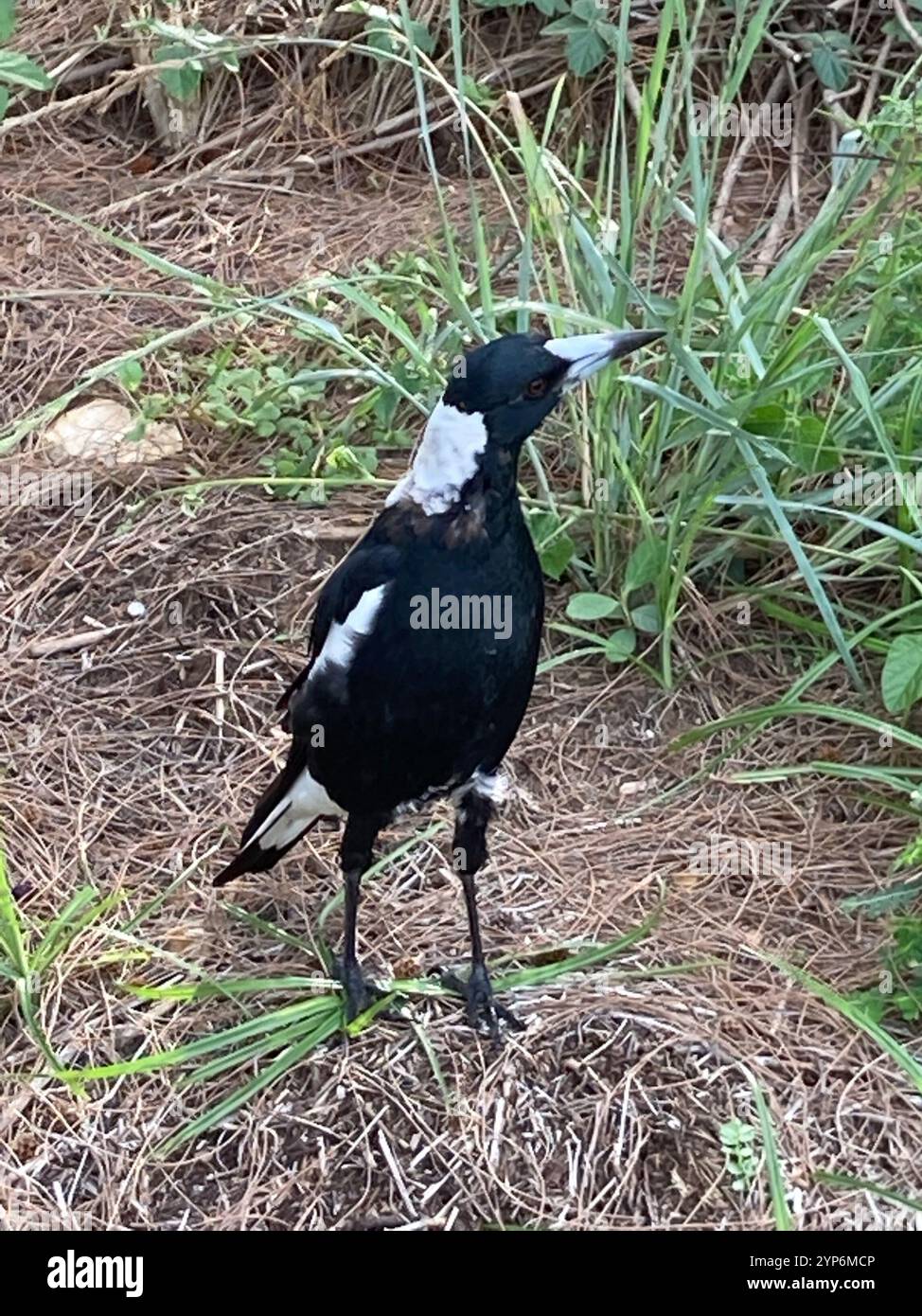 Australian Magpie (Gymnorhina tibicen Stock Photo - Alamy