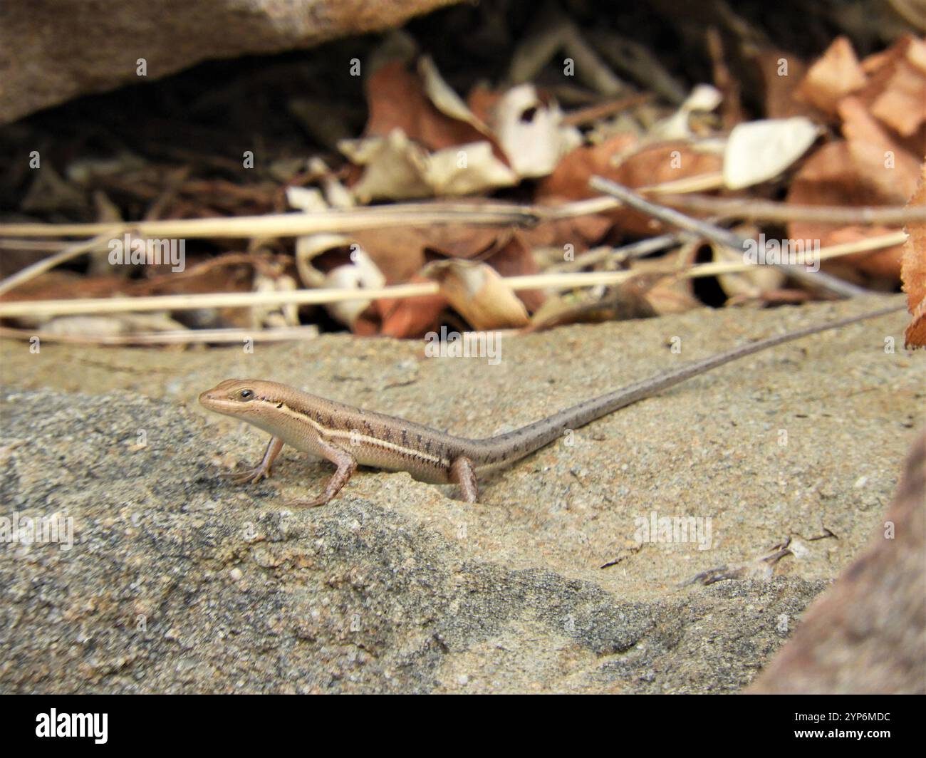 Variable Skink (Trachylepis varia Stock Photo - Alamy