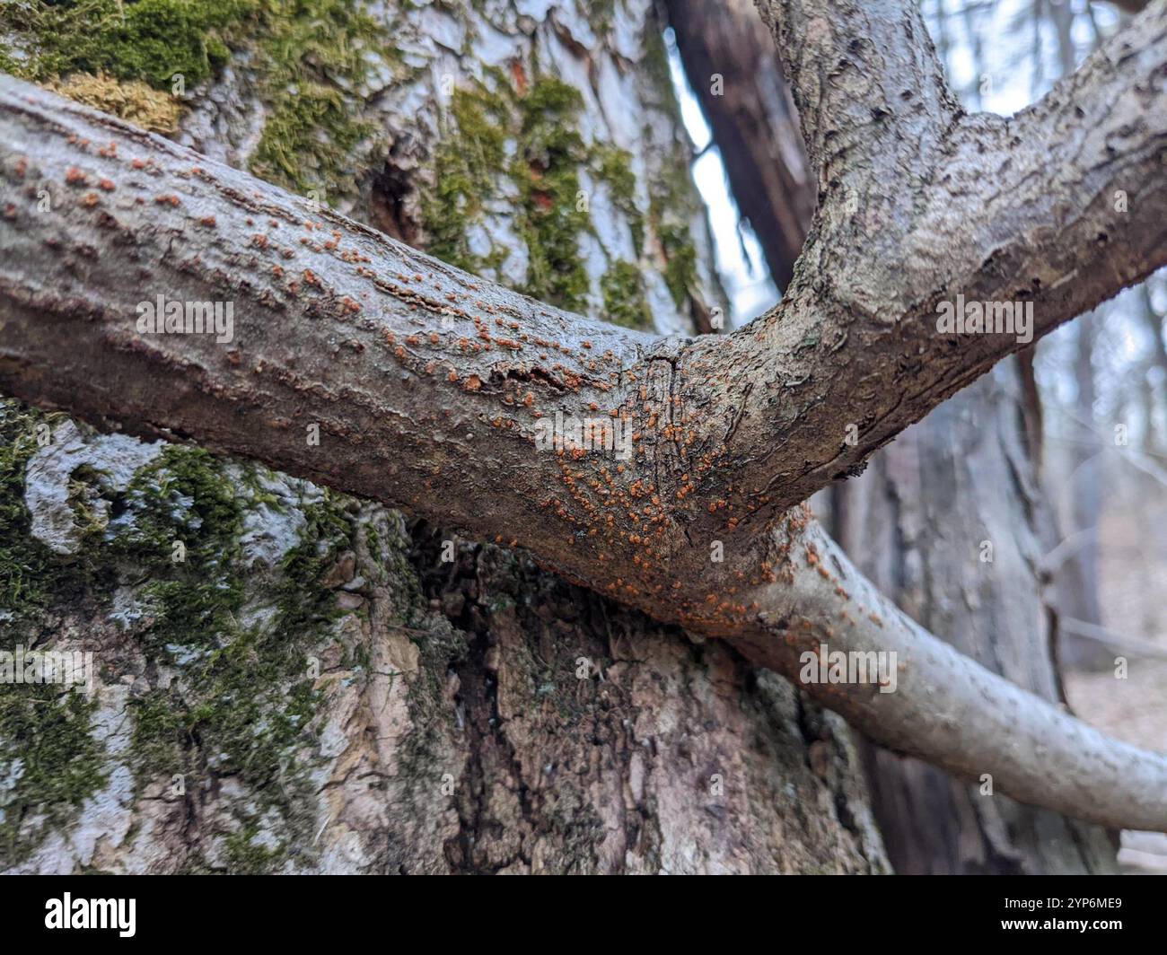 Chestnut Blight (Cryphonectria parasitica Stock Photo - Alamy