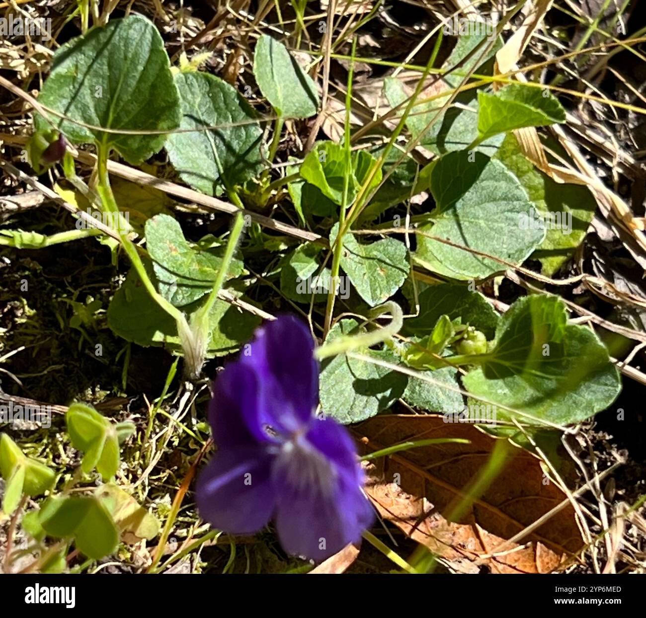 hookedspur violet (Viola adunca Stock Photo - Alamy