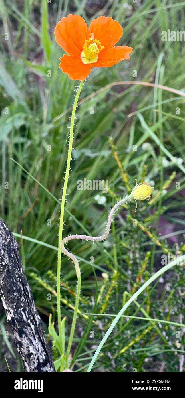 fire poppy (Papaver californicum Stock Photo - Alamy