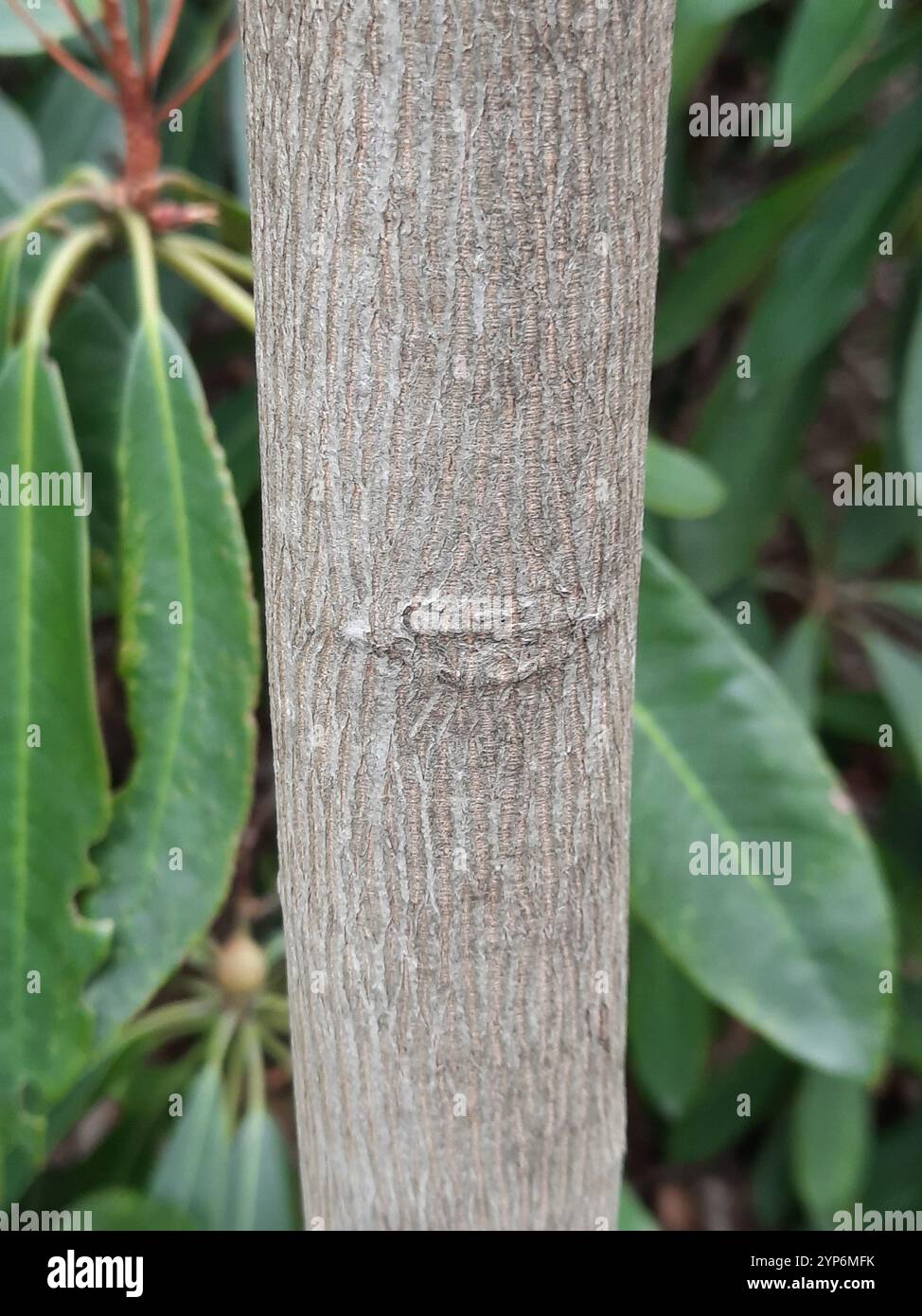 shagbark hickory (Carya ovata Stock Photo - Alamy