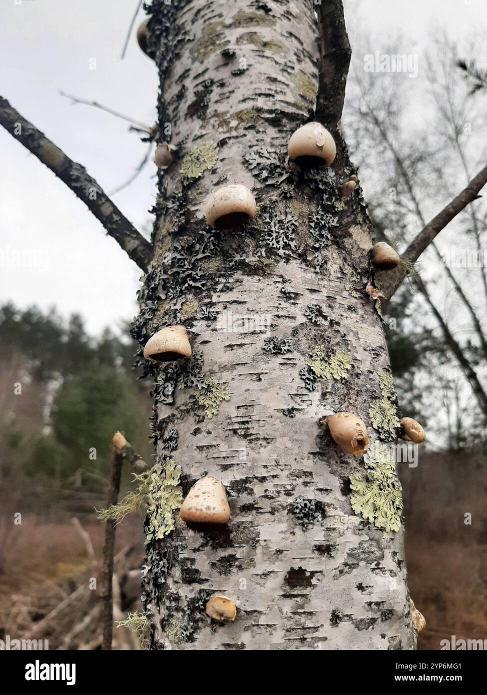 birch polypore (Fomitopsis betulina Stock Photo - Alamy