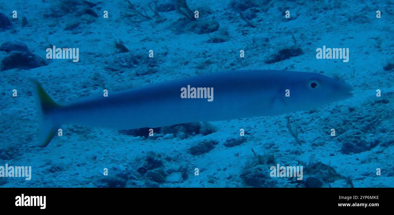 Sand Tilefish (Malacanthus plumieri Stock Photo - Alamy