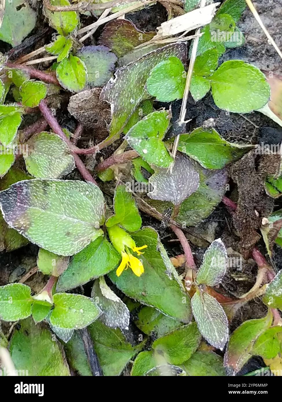 straggler daisy (Calyptocarpus vialis Stock Photo - Alamy