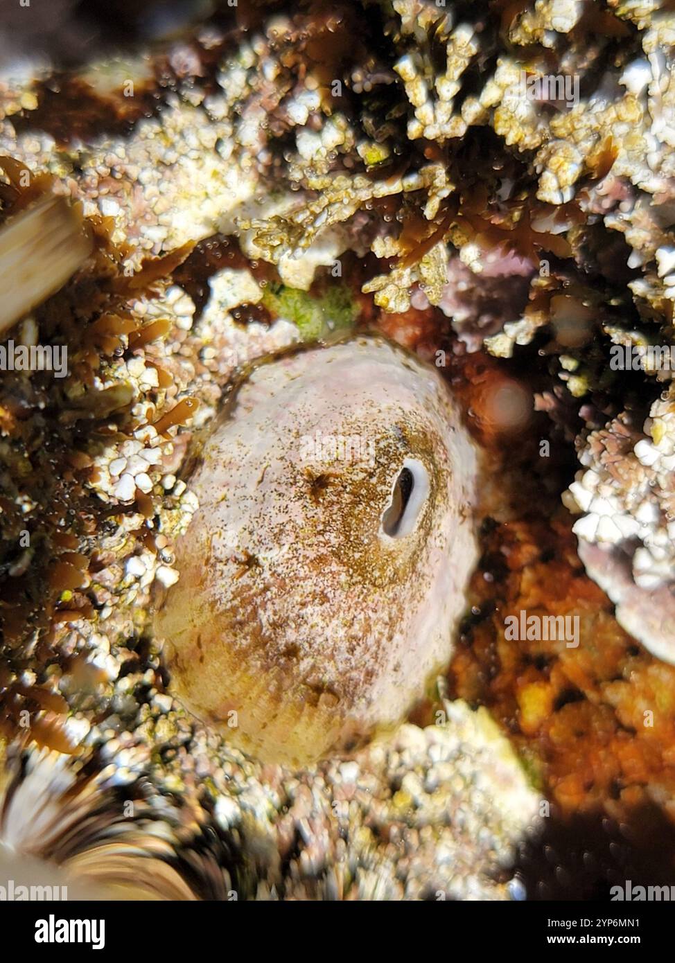 Keyhole Limpets (Fissurellidae Stock Photo - Alamy