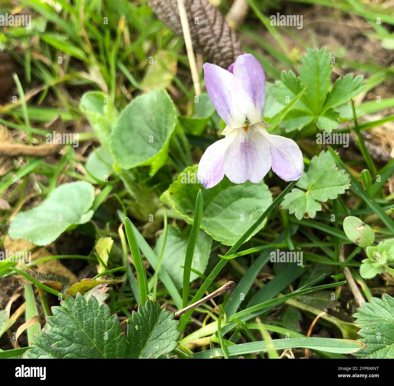 Sweet violet (Viola odorata Stock Photo - Alamy
