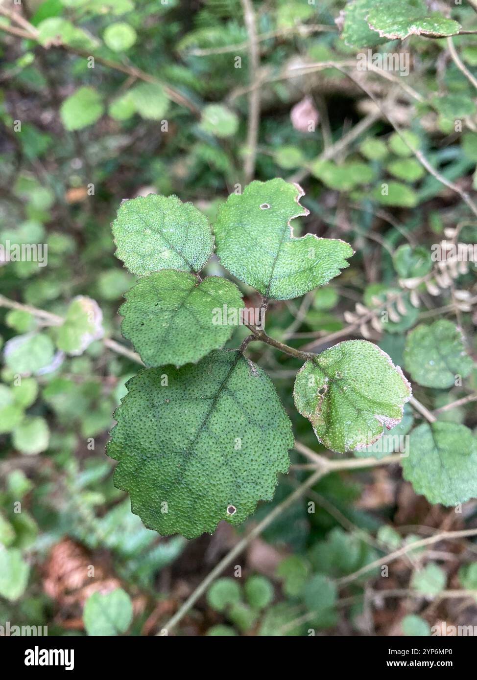 Taurepo hi-res stock photography and images - Alamy