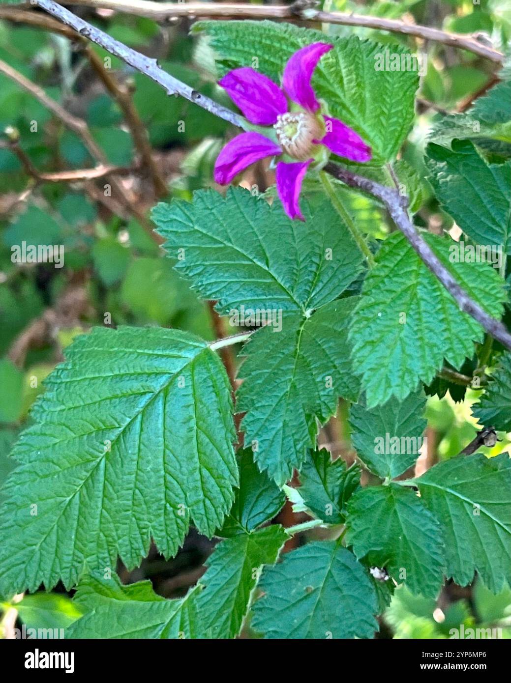 Salmonberry (Rubus spectabilis Stock Photo - Alamy