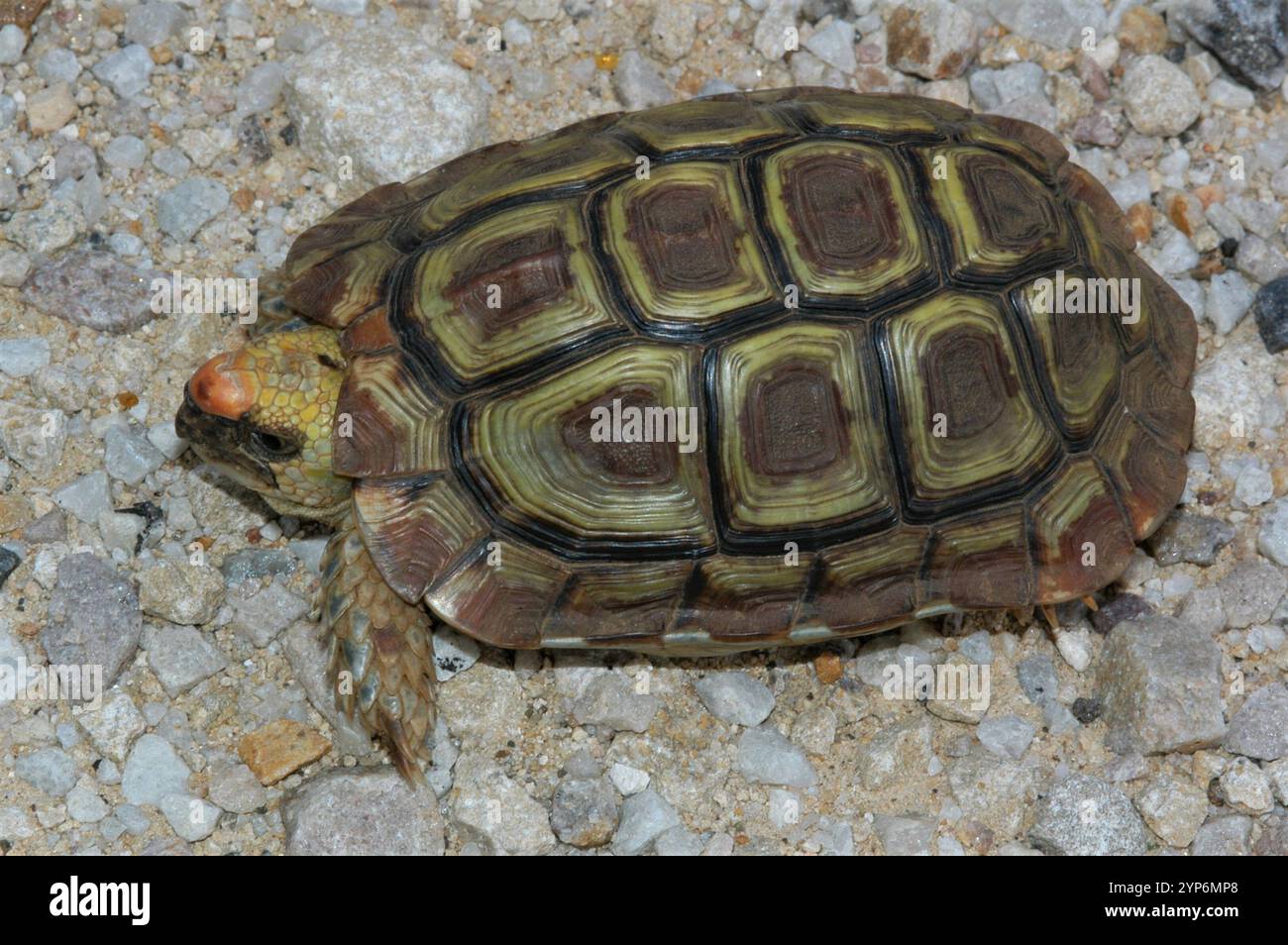 Parrot-beaked Tortoise (Homopus areolatus Stock Photo - Alamy