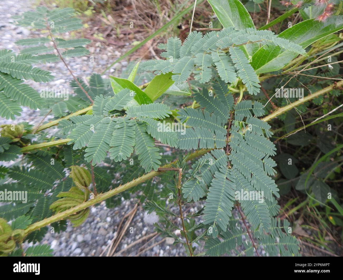 giant false sensitive plant (Mimosa diplotricha Stock Photo - Alamy