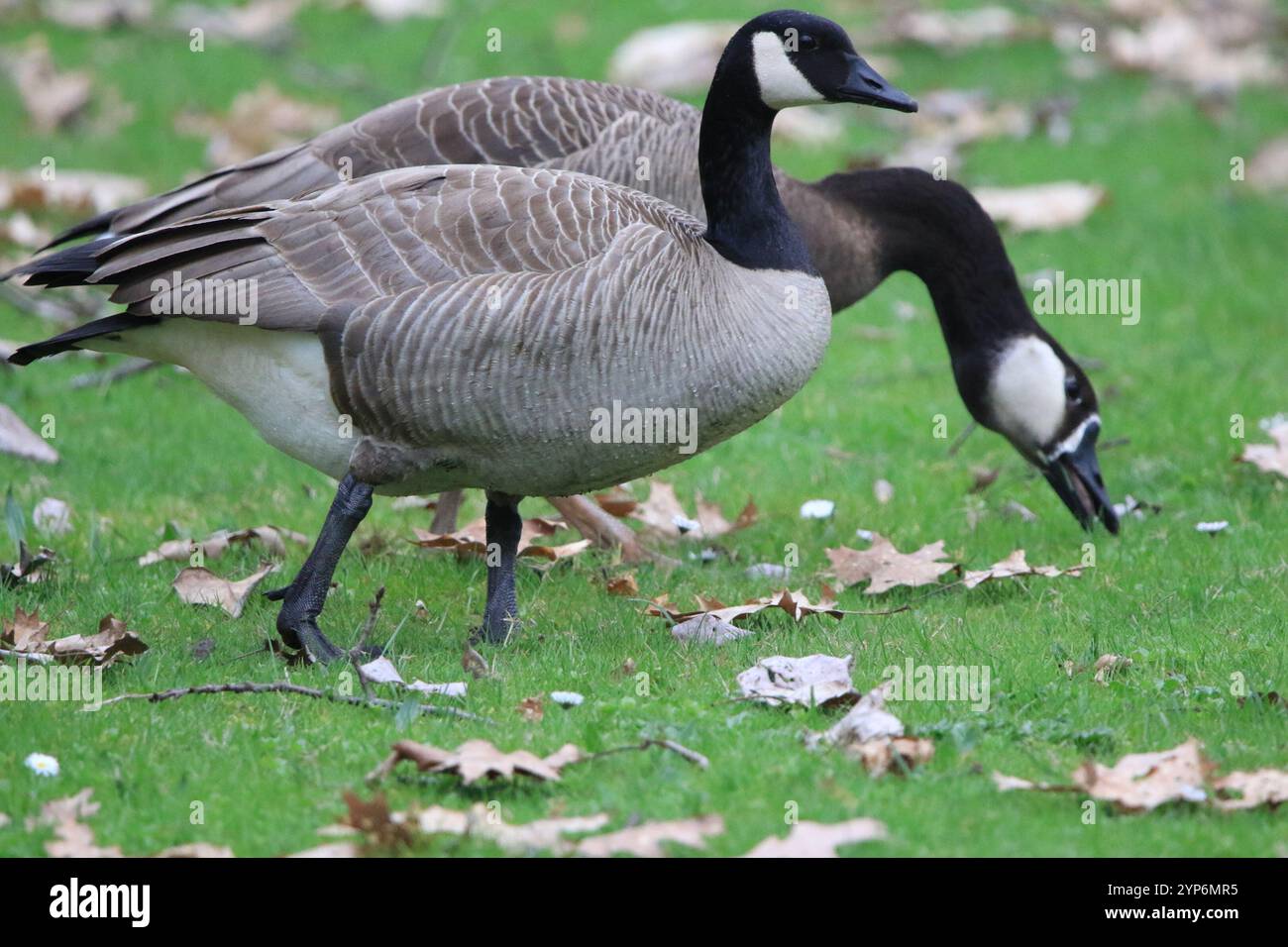 Swan Goose × Canada Goose (Anser cygnoides × Branta canadensis Stock ...