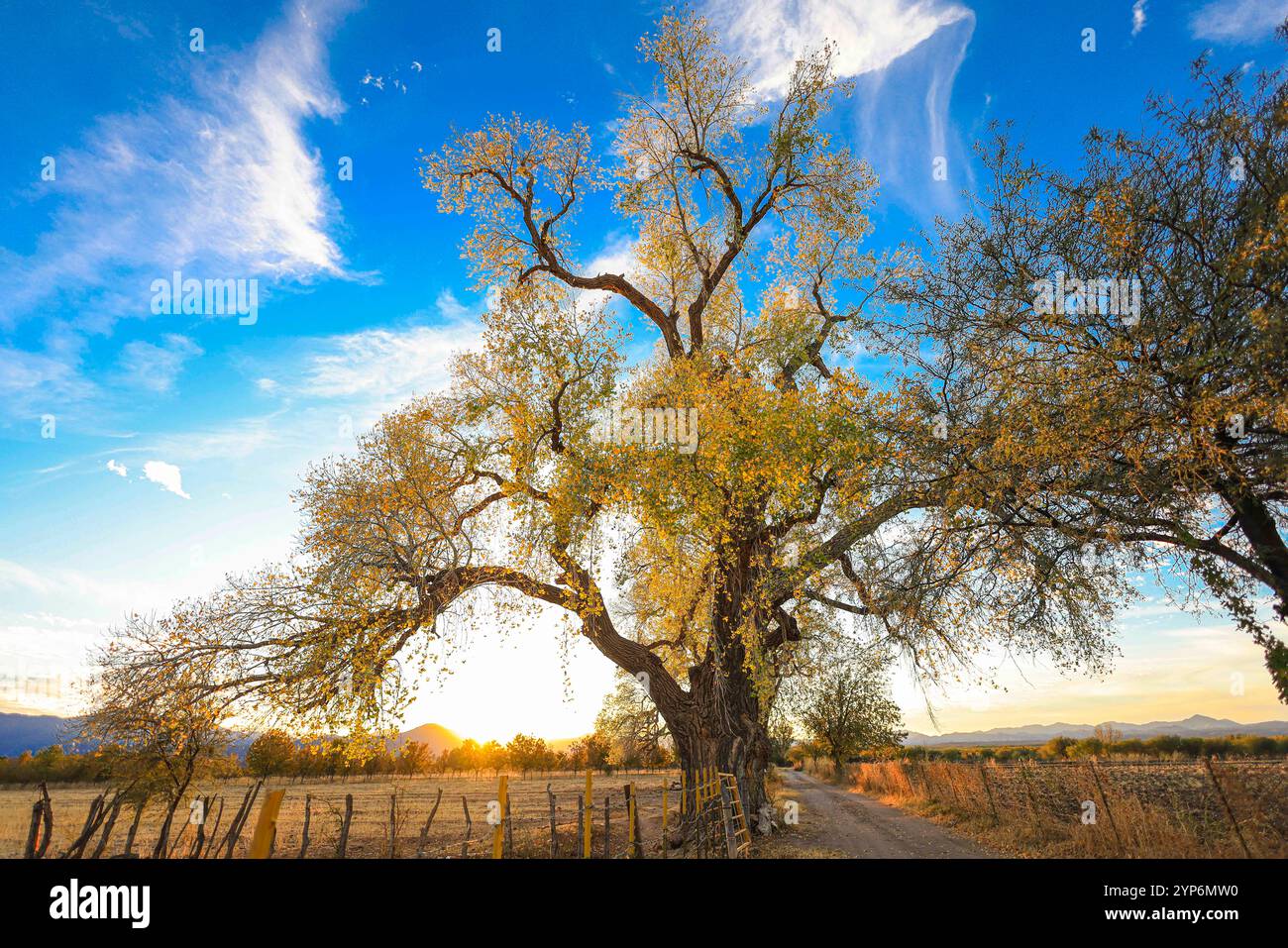 aspen tree or Populus alba, landscape at dusk in the plots in ejido ...