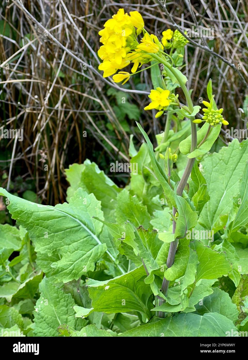 field mustard (Brassica rapa Stock Photo - Alamy