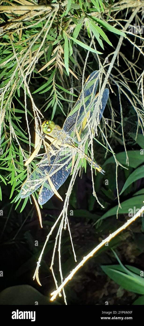Australian Emperor (Anax papuensis Stock Photo - Alamy