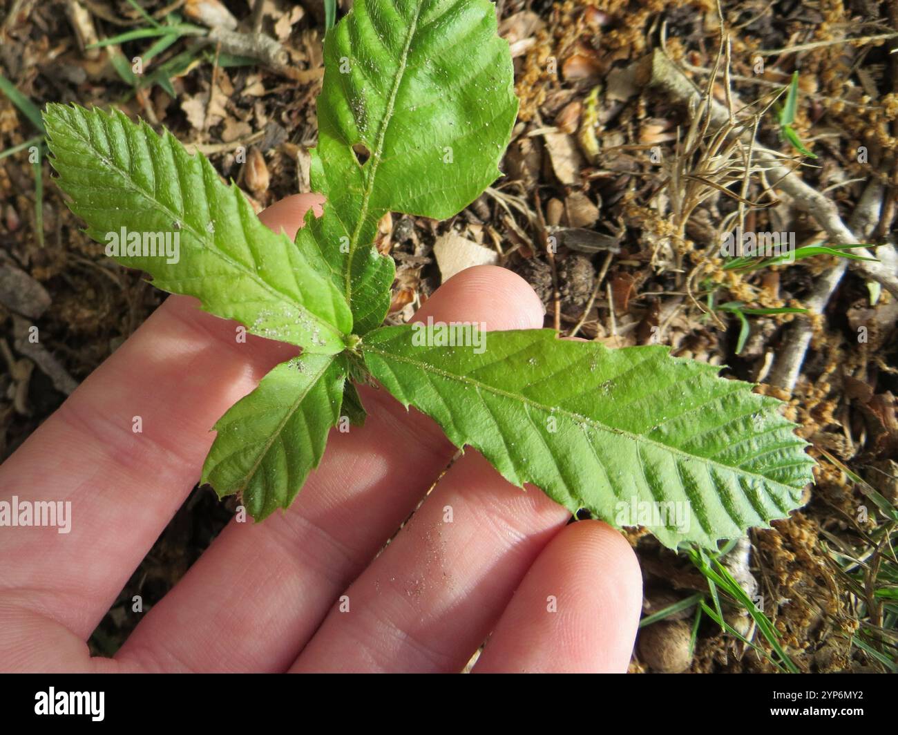 Sawtooth oak (Quercus acutissima Stock Photo - Alamy