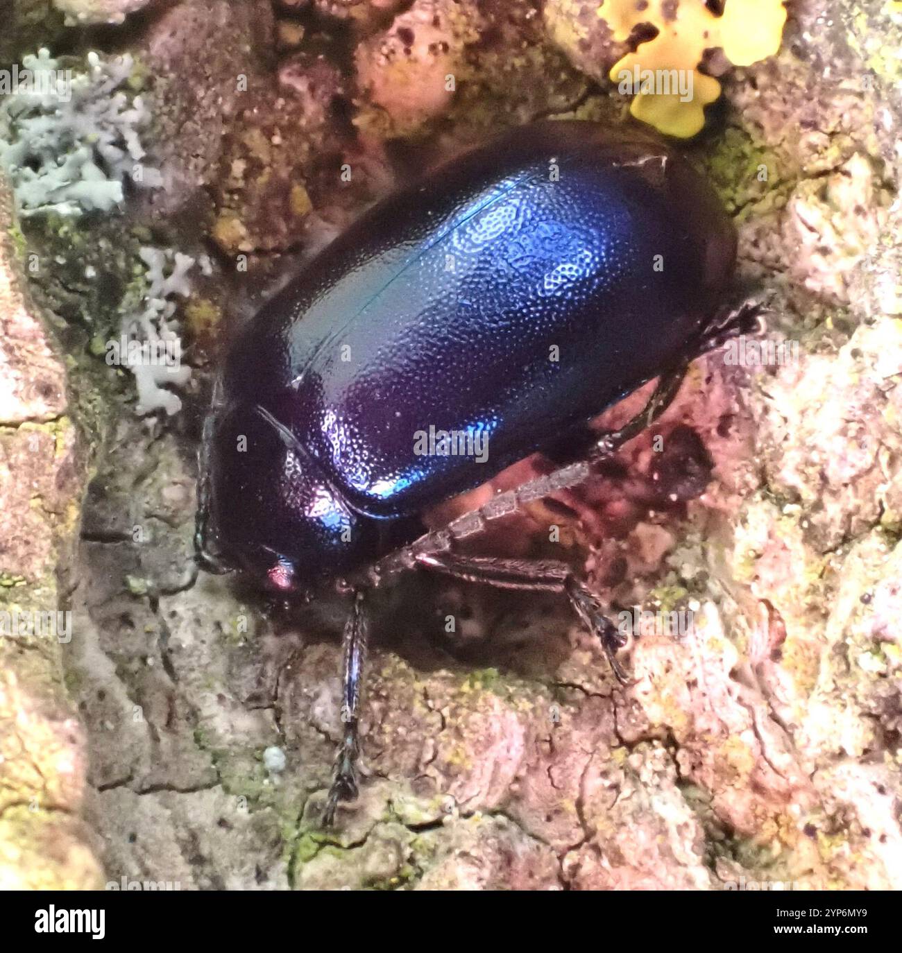 Alder Leaf Beetle (Agelastica alni Stock Photo - Alamy