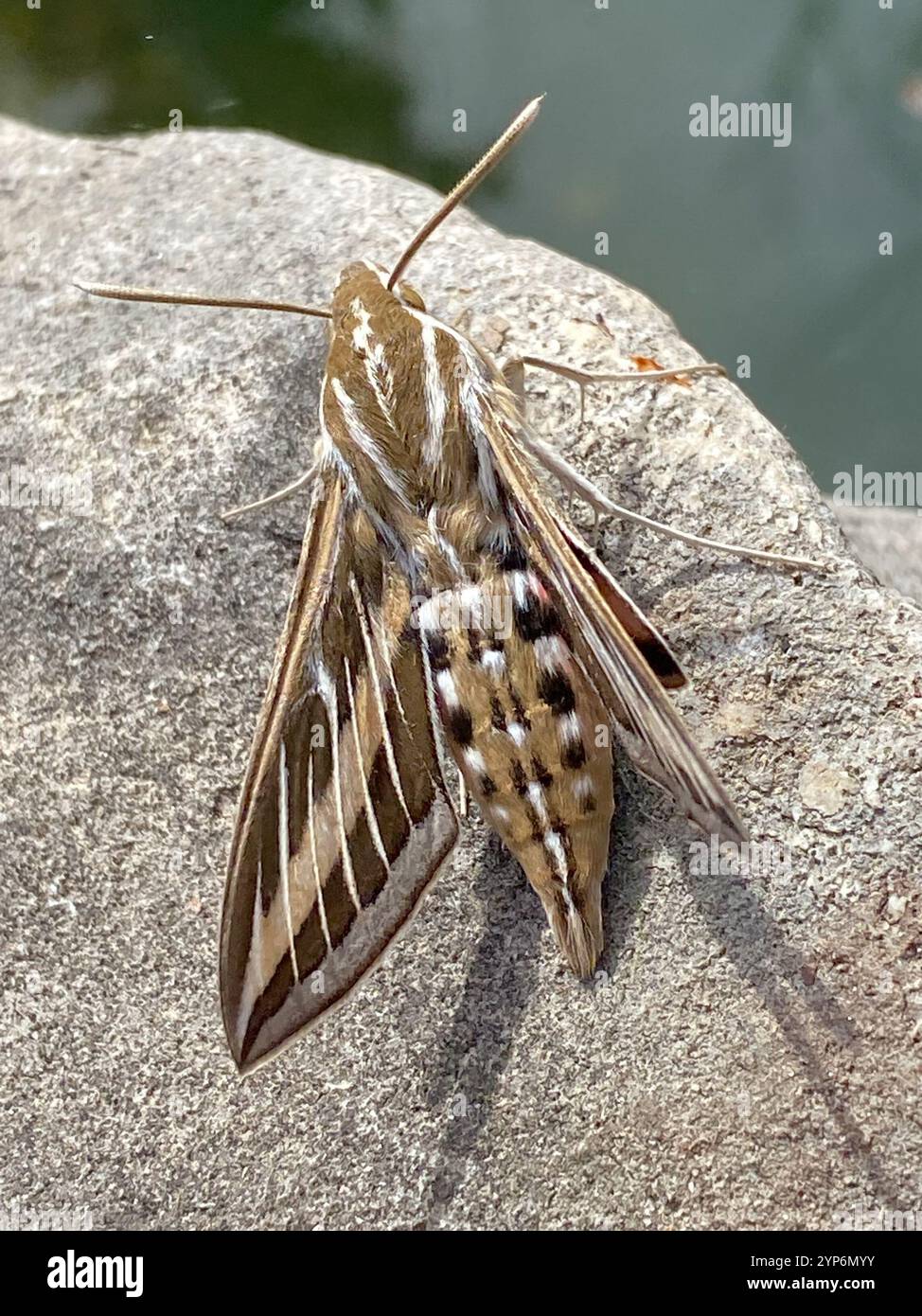 White-lined Sphinx (Hyles lineata Stock Photo - Alamy