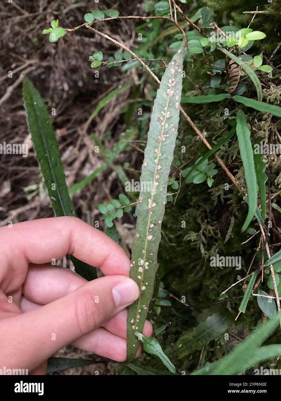 Elaeocarpus dentatus hi-res stock photography and images - Alamy