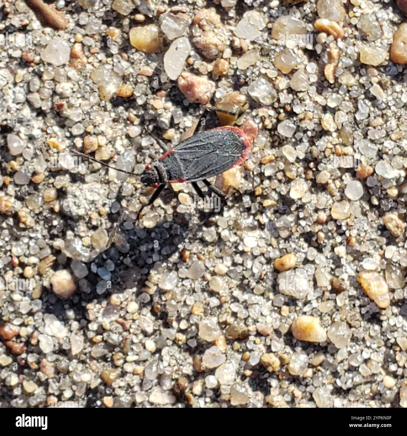 Red-shouldered Bug (Jadera haematoloma Stock Photo - Alamy