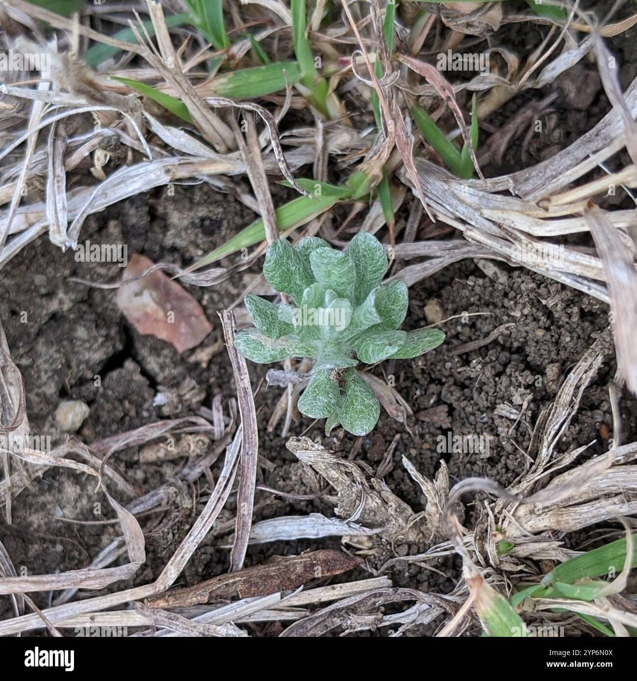 rabbit tobacco (Diaperia Stock Photo - Alamy