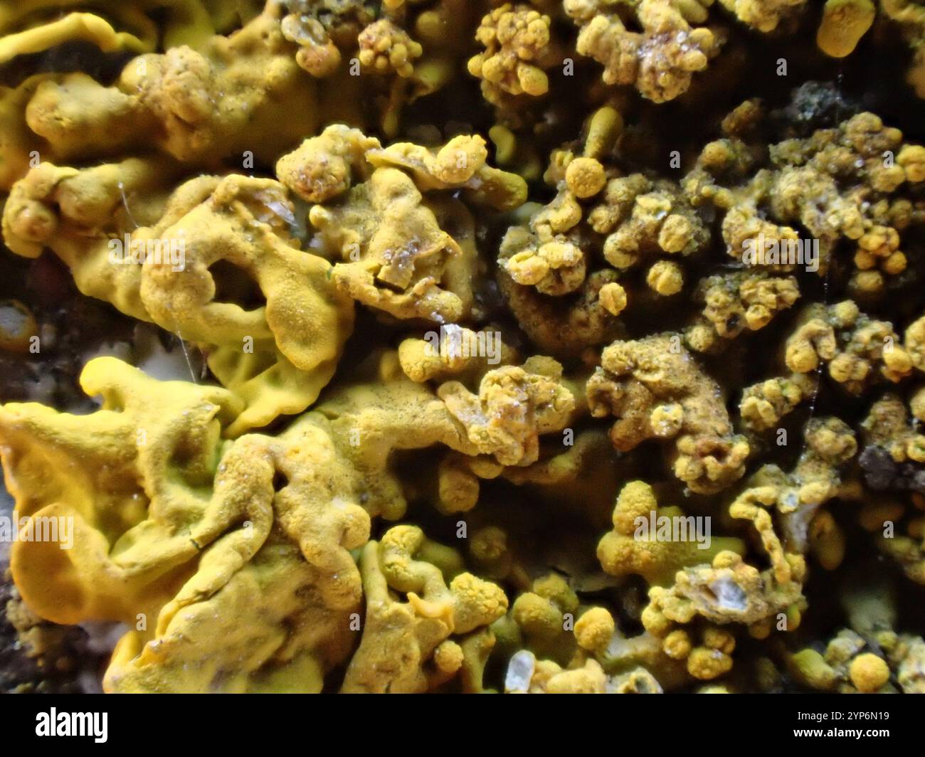 Xanthoria calcicola hi-res stock photography and images - Alamy