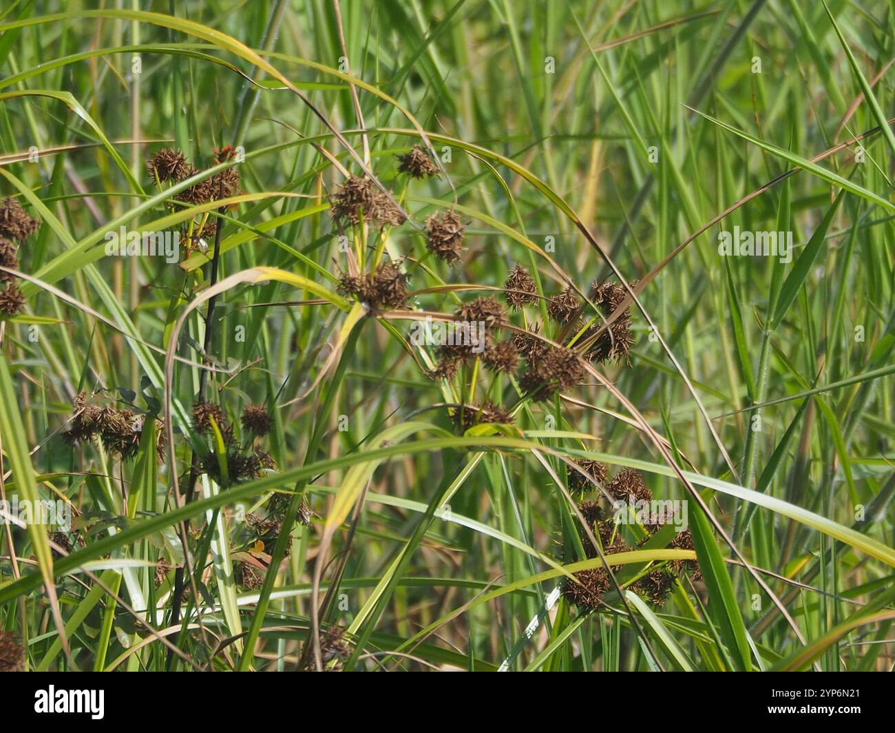 Fragrant flatsedge (Cyperus odoratus Stock Photo - Alamy