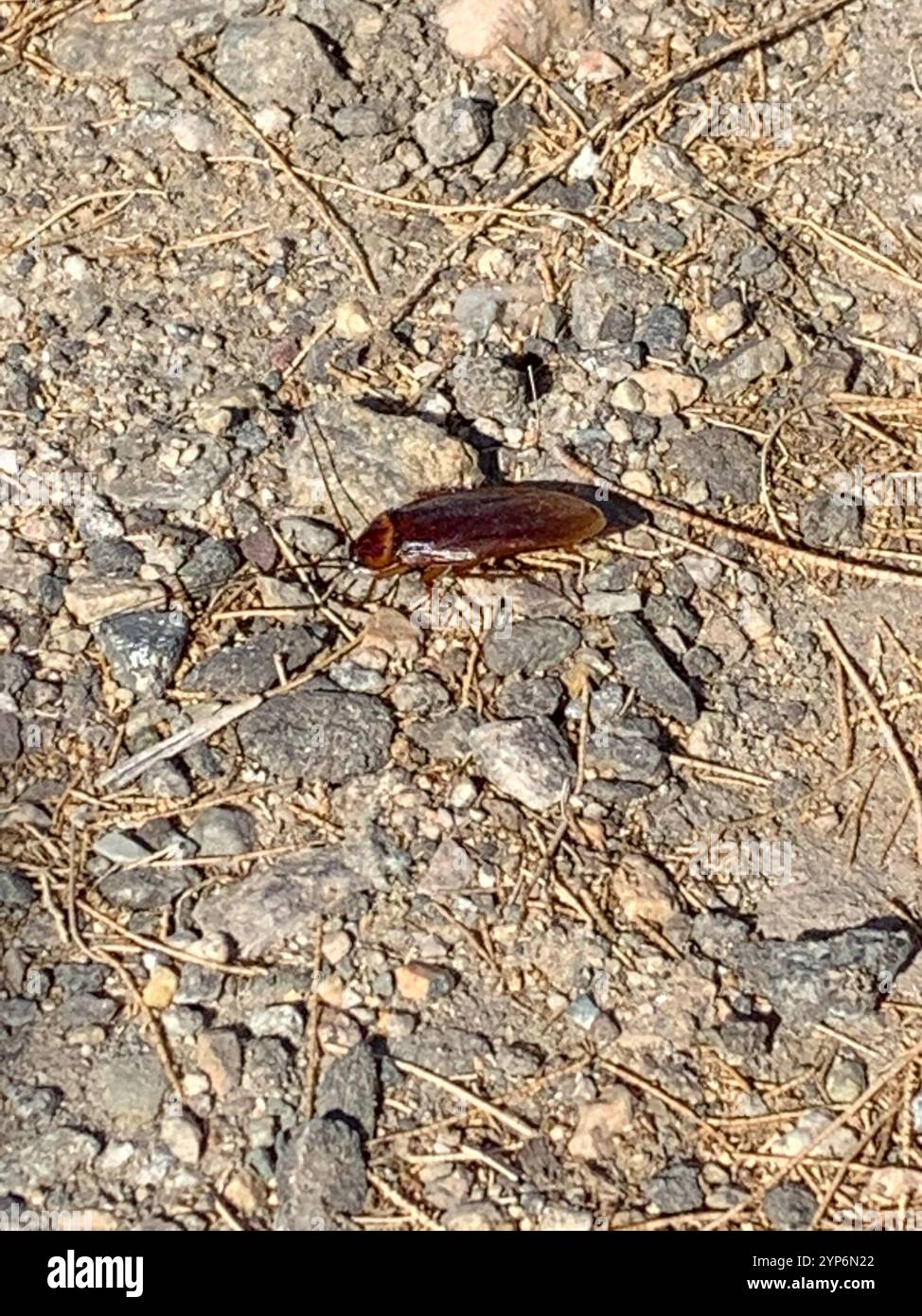 Cockroaches and Termites (Blattodea Stock Photo - Alamy