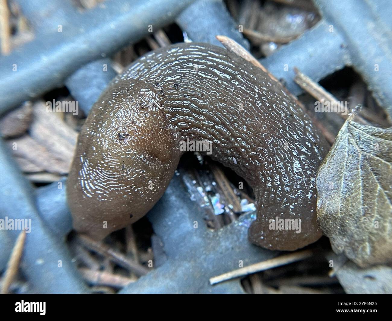 Common Land Snails and Slugs (Stylommatophora Stock Photo - Alamy