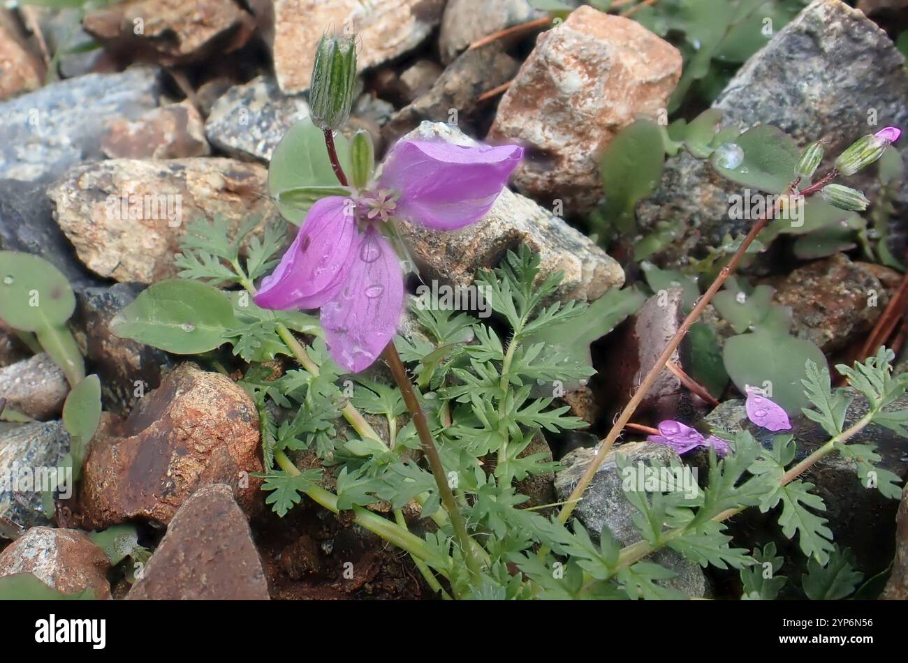 Redstem Stork's-bill (Erodium cicutarium Stock Photo - Alamy