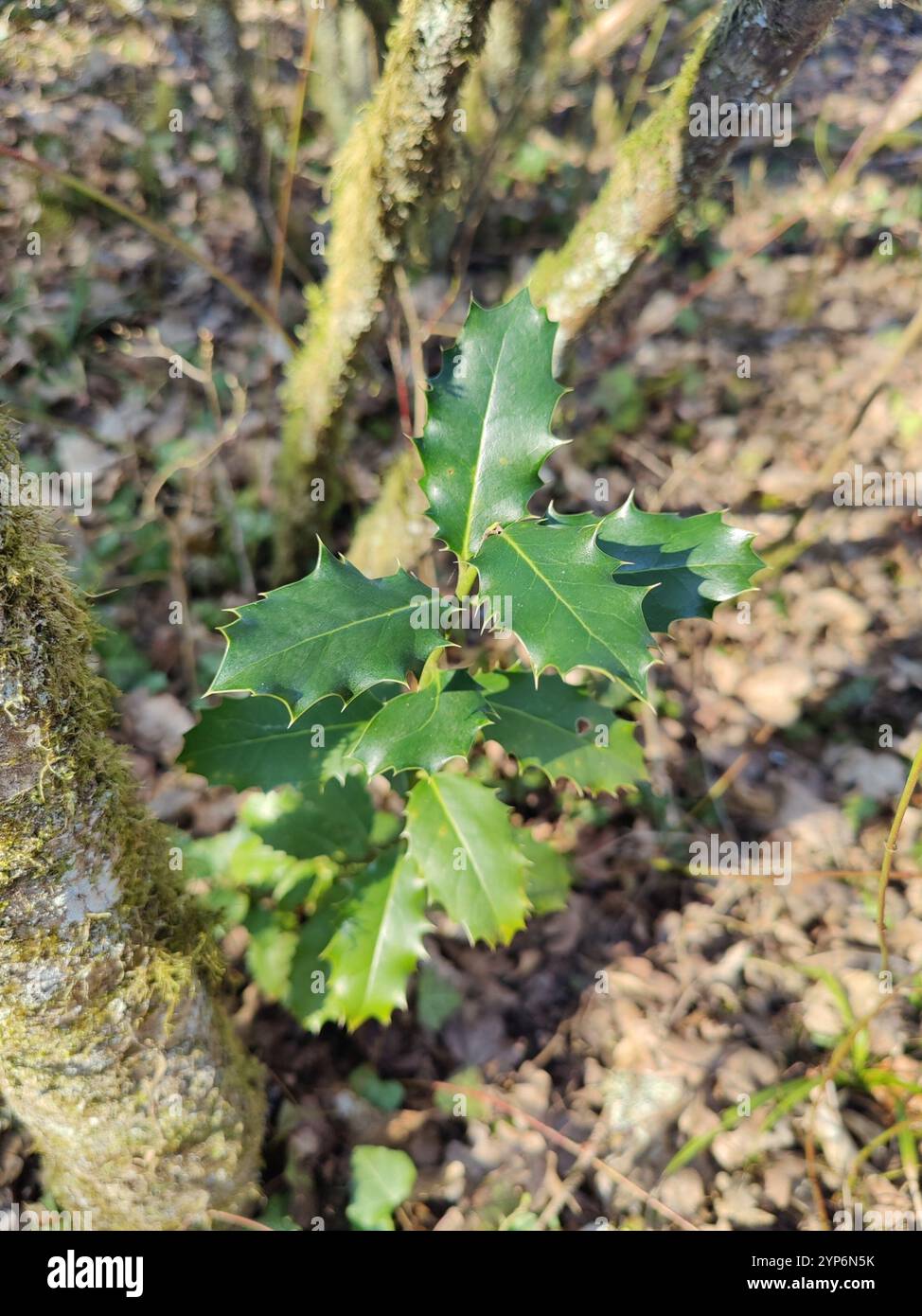 European holly (Ilex aquifolium Stock Photo - Alamy