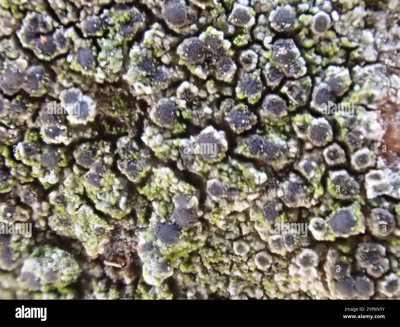 Pepper-Spore Lichens (Rinodina Stock Photo - Alamy