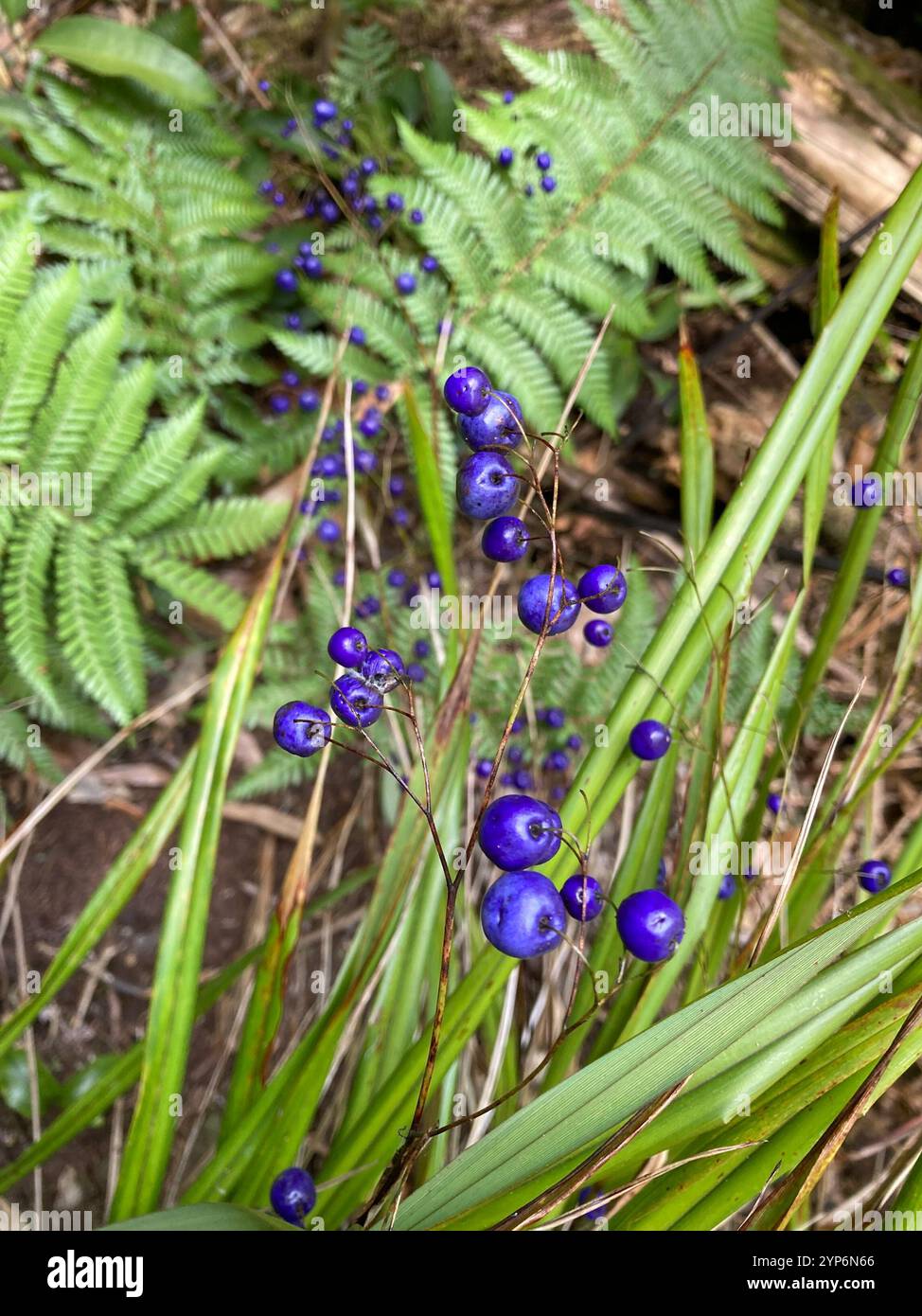 Ink Berry (Dianella nigra Stock Photo - Alamy