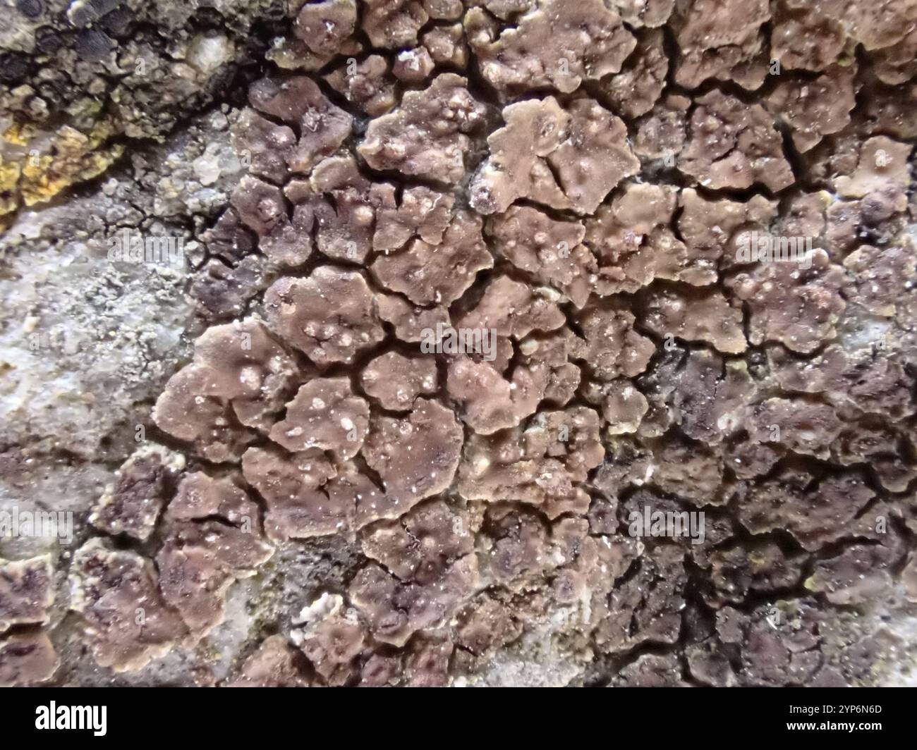 common lichens (Lecanoromycetes Stock Photo - Alamy
