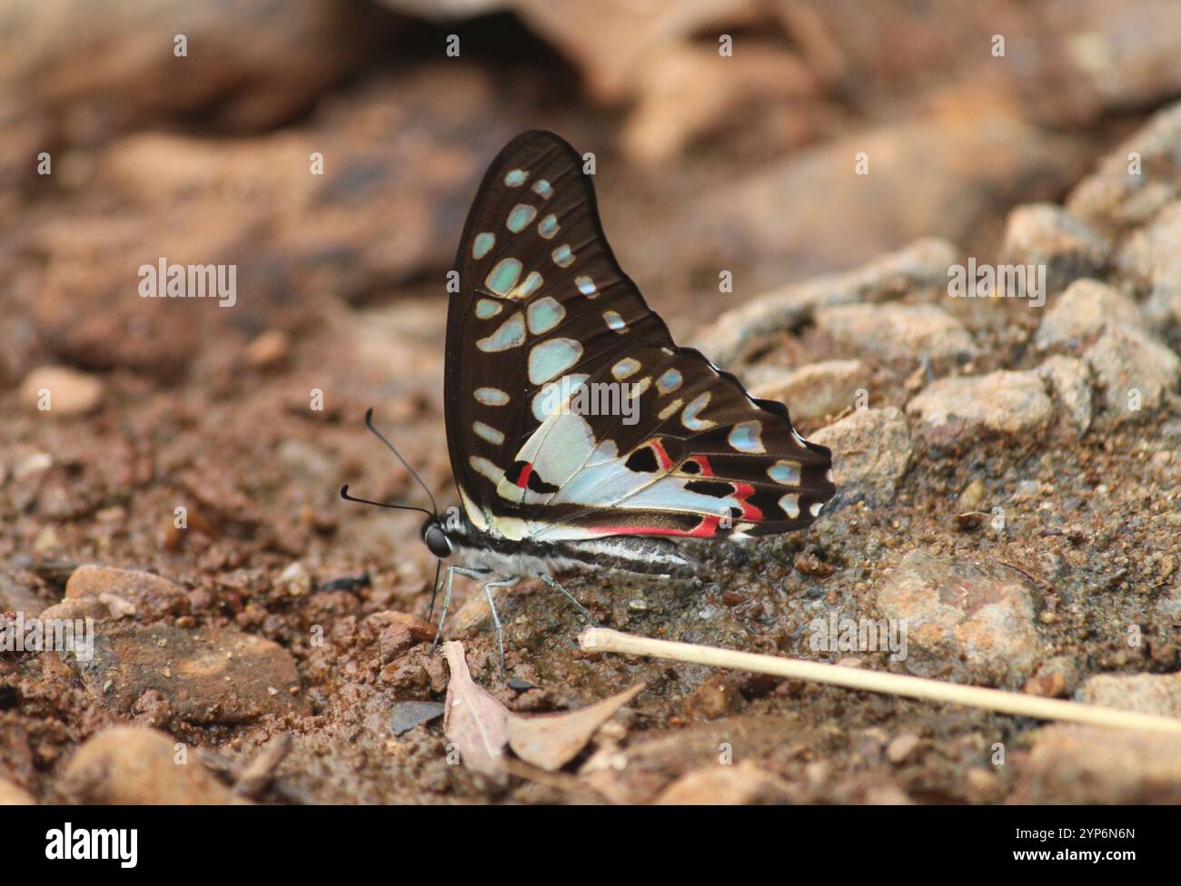 Common Jay (Graphium doson Stock Photo - Alamy